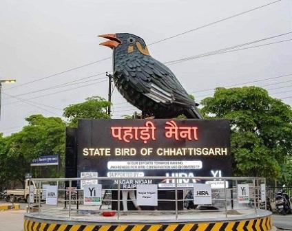 Pahadi maina. छत्तीसगढ़ का राज्य पक्षी - News Next